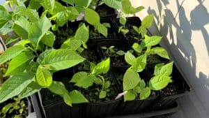 The Pawpaw Tree – A Guide To America’s Native Tropical Fruit – GrowIt ...