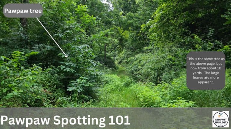 The Pawpaw Tree – A Guide To America’s Native Tropical Fruit – GrowIt ...