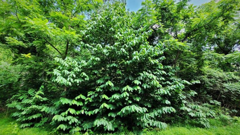 The Pawpaw Tree – A Guide To America’s Native Tropical Fruit – GrowIt ...