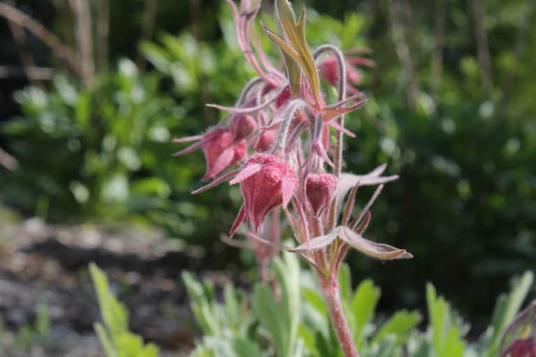 Prairie Smoke – A Complete Guide To Geum triflorum – GrowIt BuildIT