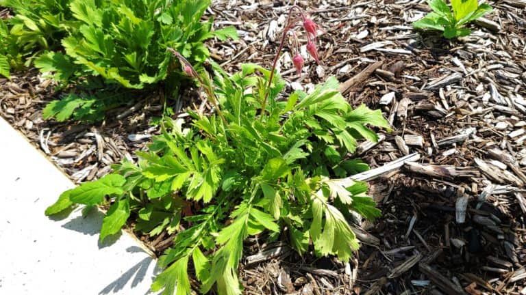 Prairie Smoke – A Complete Guide To Geum triflorum – GrowIt BuildIT