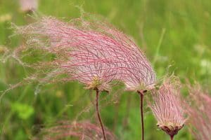 Prairie Smoke – A Complete Guide To Geum triflorum – GrowIt BuildIT