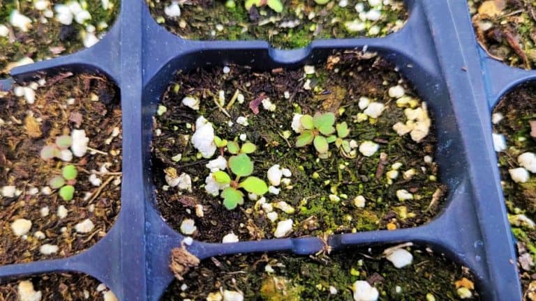 Prairie Smoke – A Complete Guide To Geum triflorum – GrowIt BuildIT