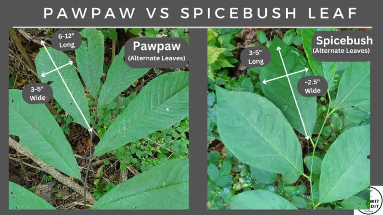 The Pawpaw Tree – A Guide To America’s Native Tropical Fruit – GrowIt ...