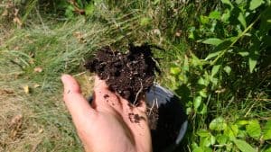 Black Raspberry – A Complete Guide To Rubus Occidentalis – GrowIt BuildIT
