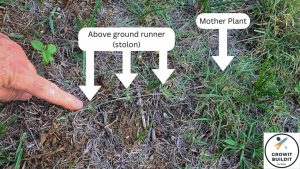 Complete Guide To Buffalo Grass – What You NEED To Know – GrowIt BuildIT