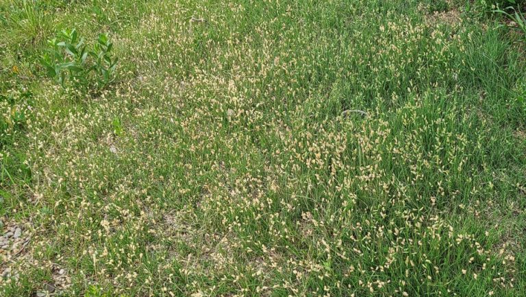 Complete Guide To Buffalo Grass – What You NEED To Know – GrowIt BuildIT