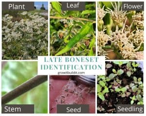 Late Boneset – A Complete Guide To Eupatorium serotinum – GrowIt BuildIT