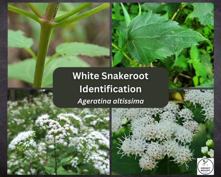 A Complete Guide To White Snakeroot – What You Need To Know! – GrowIt ...