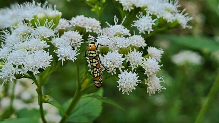 A Complete Guide To White Snakeroot – What You Need To Know! – GrowIt ...
