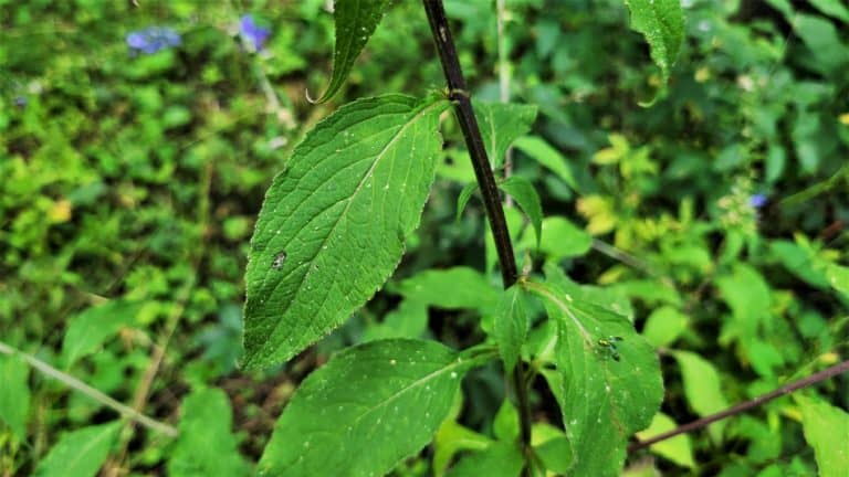 American Bellflower – A Wonderful Flower For Shade – GrowIt BuildIT