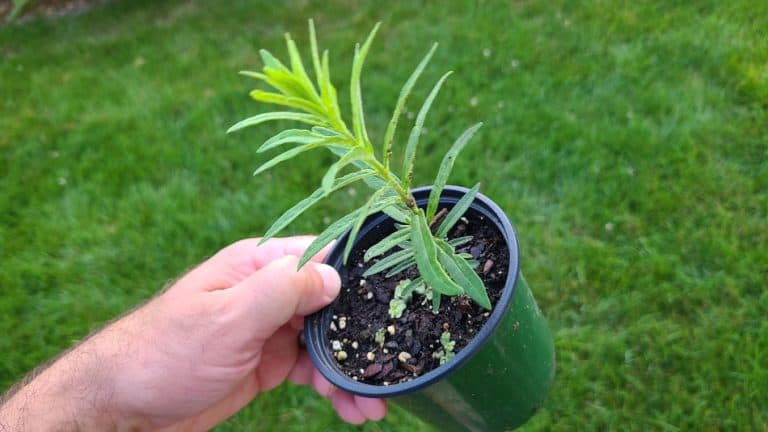 Butterfly Weed 101 – Ultimate Grow & Care Guide! – GrowIt BuildIT