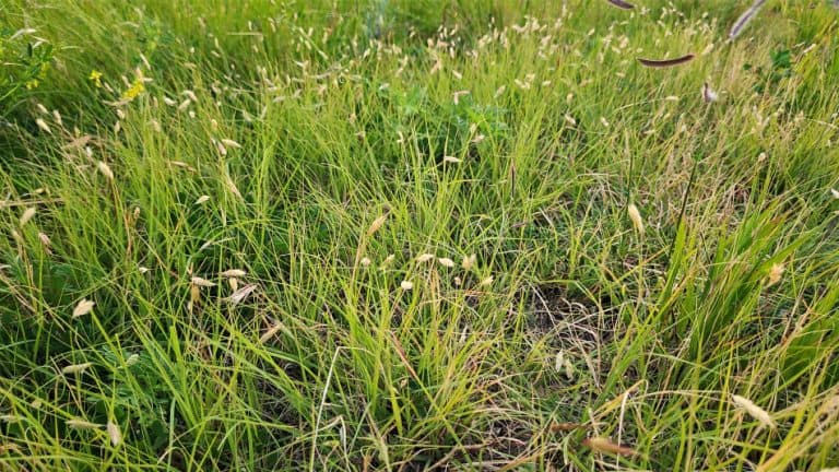 Complete Guide To Buffalo Grass – What You NEED To Know – GrowIt BuildIT