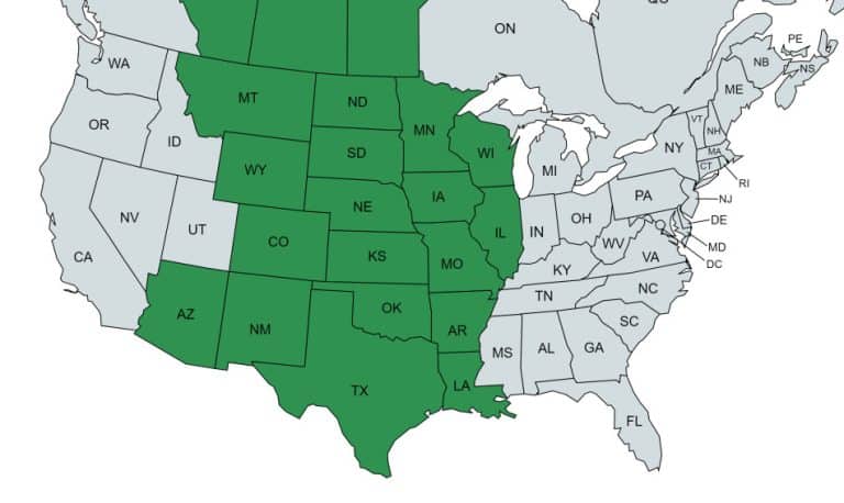 Complete Guide To Buffalo Grass – What You NEED To Know – GrowIt BuildIT