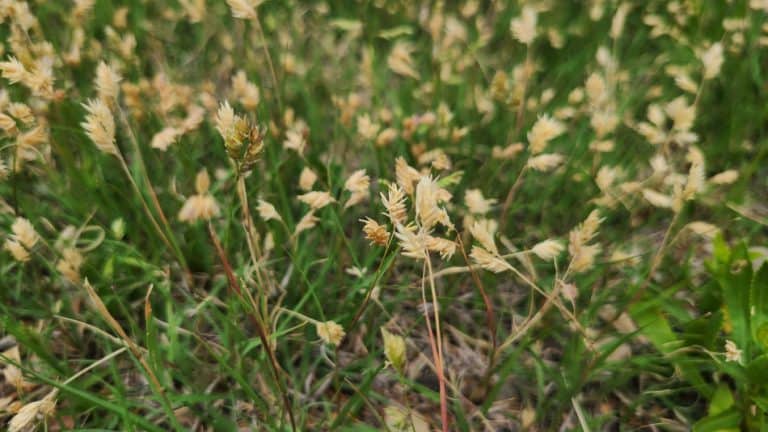 Complete Guide To Buffalo Grass – What You NEED To Know – GrowIt BuildIT