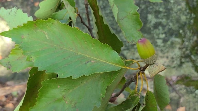 A Complete Guide To Chestnut Oak – What You NEED To Know – GrowIt BuildIT