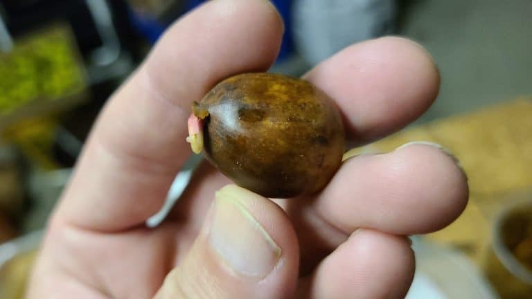 A Complete Guide To Chestnut Oak – What You NEED To Know – GrowIt BuildIT