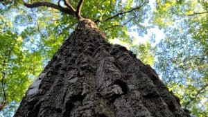 A Complete Guide To Chestnut Oak – What You NEED To Know – GrowIt BuildIT