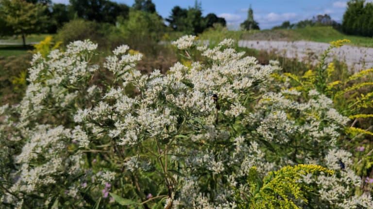 Late Boneset – A Complete Guide To Eupatorium serotinum – GrowIt BuildIT