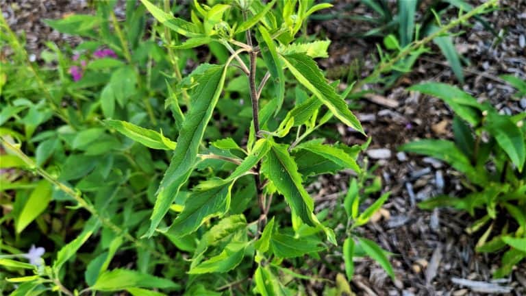 Late Boneset – A Complete Guide To Eupatorium serotinum – GrowIt BuildIT