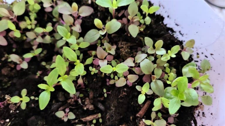 Pictures of Native Plant Seedlings and Spring Emergence – GrowIt BuildIT