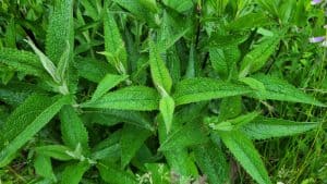 Pictures of Native Plant Seedlings and Spring Emergence – GrowIt BuildIT