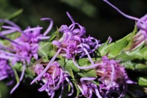 Dotted Blazing Star – A Complete Guide To Liatris Punctata – GrowIt BuildIT