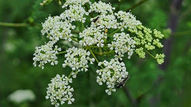 Complete Guide To Poison Hemlock – What You Need To Know – GrowIt BuildIT