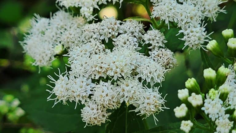 A Complete Guide To White Snakeroot – What You Need To Know! – GrowIt ...
