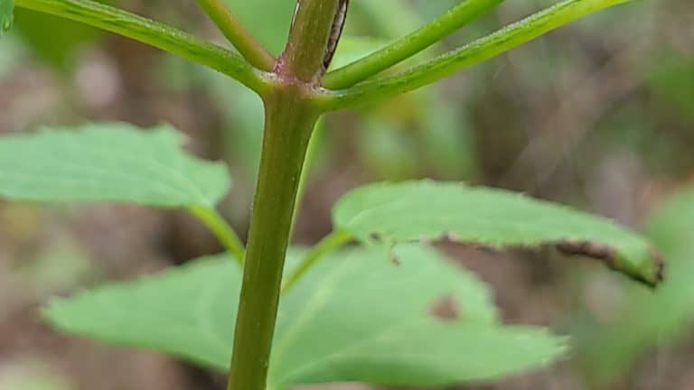 A Complete Guide To White Snakeroot – What You Need To Know! – GrowIt ...