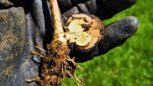 How To Grow Black Walnut Trees From Seed – GrowIt BuildIT