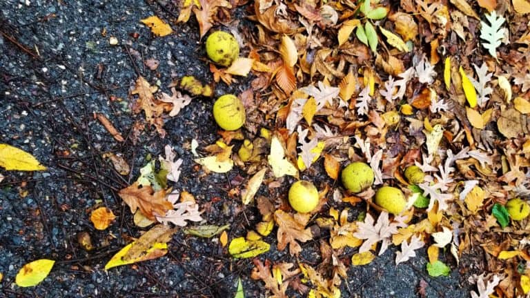 Complete Guide to Black Walnut Trees – Juglans Nigra – GrowIt BuildIT