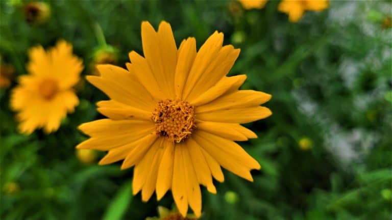 Large Flowered Tickseed – A Complete Guide To Grow & Care – GrowIt BuildIT