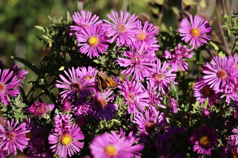 A Beginners Guide To New England Aster – GrowIt BuildIT