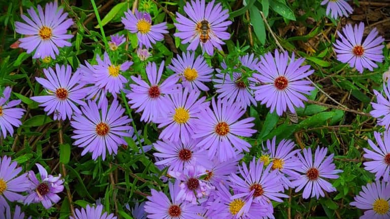 Aromatic Aster – A Complete Guide For Growing And Care – GrowIt BuildIT
