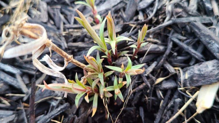 Aromatic Aster – A Complete Guide For Growing And Care – GrowIt BuildIT
