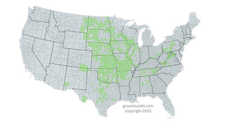 Aromatic Aster – A Complete Guide For Growing And Care – GrowIt BuildIT