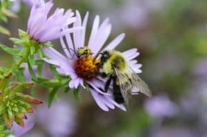 Aromatic Aster – A Complete Guide For Growing And Care – GrowIt BuildIT