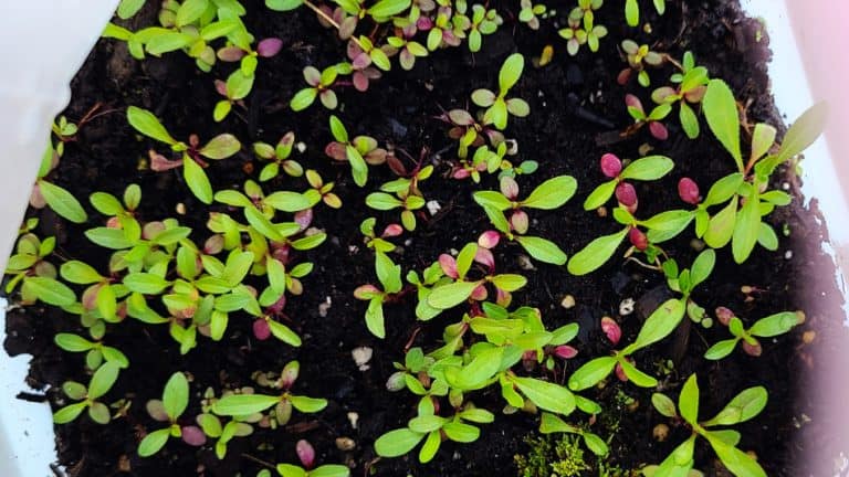 Pictures of Native Plant Seedlings and Spring Emergence – GrowIt BuildIT