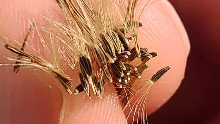 Aromatic Aster – A Complete Guide For Growing And Care – GrowIt BuildIT