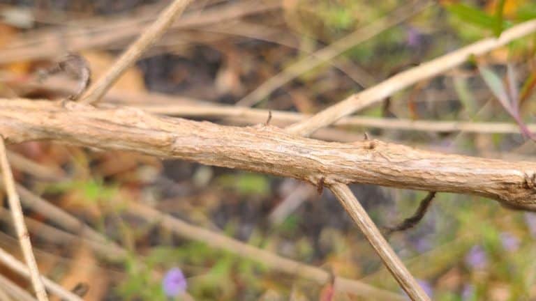 Aromatic Aster – A Complete Guide For Growing And Care – GrowIt BuildIT
