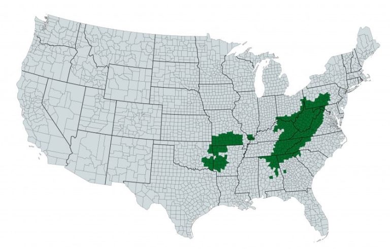 Complete Guide to Black Locust Tree – What you NEED to know – GrowIt ...