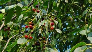 Black Cherry – A Complete Guide To Growing, Care, And Uses – GrowIt BuildIT