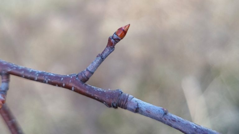 Black Cherry – A Complete Guide To Growing, Care, And Uses – GrowIt BuildIT