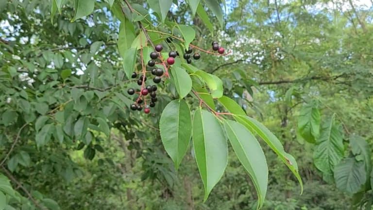 Black Cherry – A Complete Guide To Growing, Care, And Uses – GrowIt BuildIT