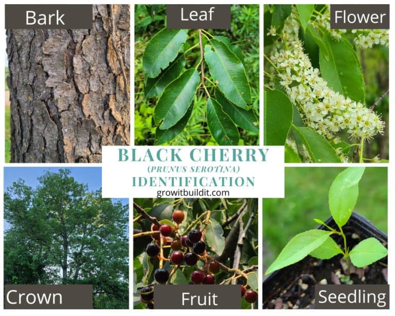 Black Cherry – A Complete Guide To Growing, Care, And Uses – GrowIt BuildIT