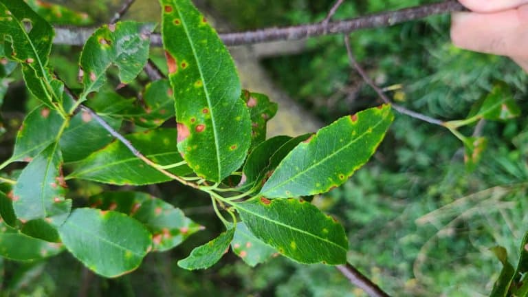 Black Cherry – A Complete Guide To Growing, Care, And Uses – GrowIt BuildIT