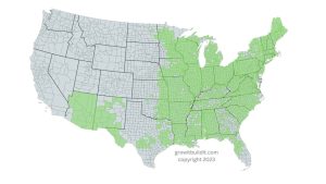 Black Cherry – A Complete Guide To Growing, Care, And Uses – GrowIt BuildIT