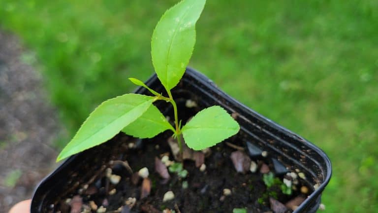 Pictures of Native Plant Seedlings and Spring Emergence – GrowIt BuildIT