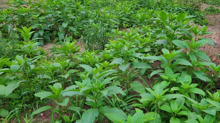 Pokeweed – A Total Guide To Uses, Control, Toxicity, History – GrowIt ...